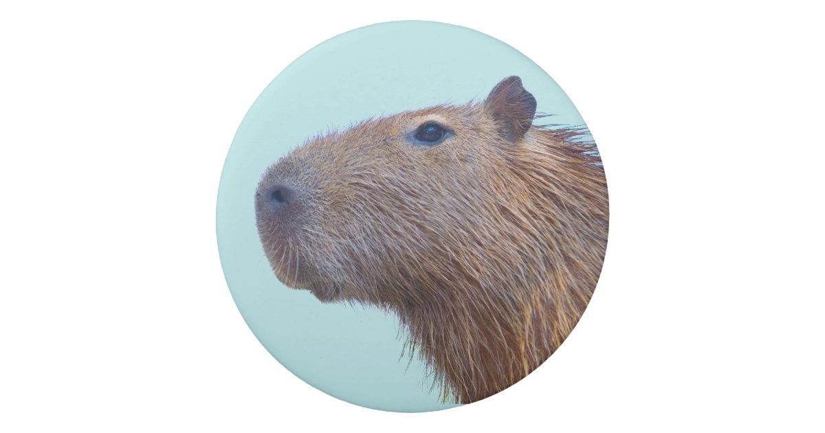 Capybara Eraser | Zazzle