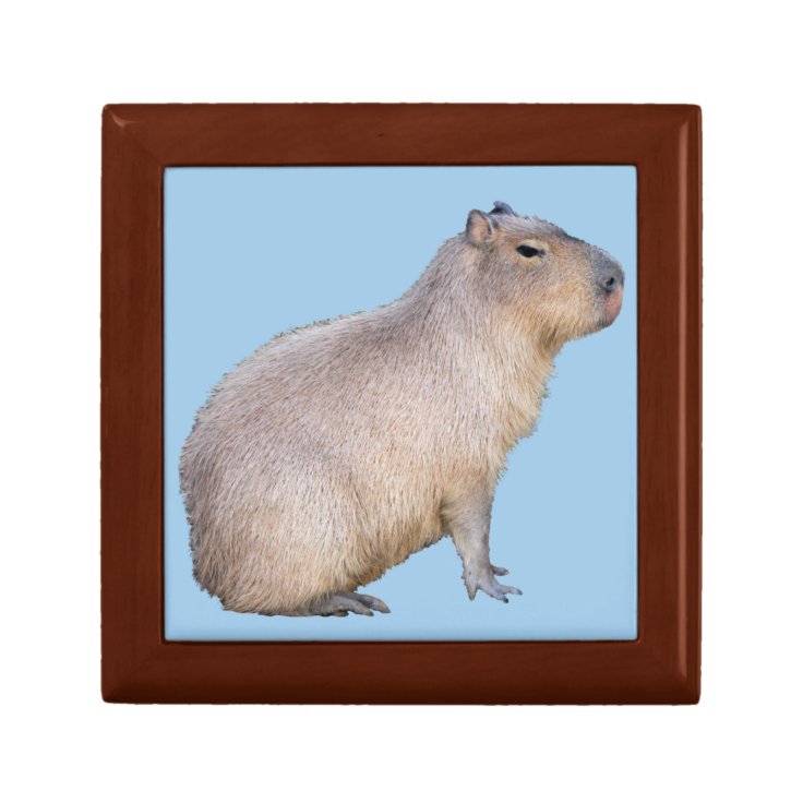 Capybara Gift Box | Zazzle
