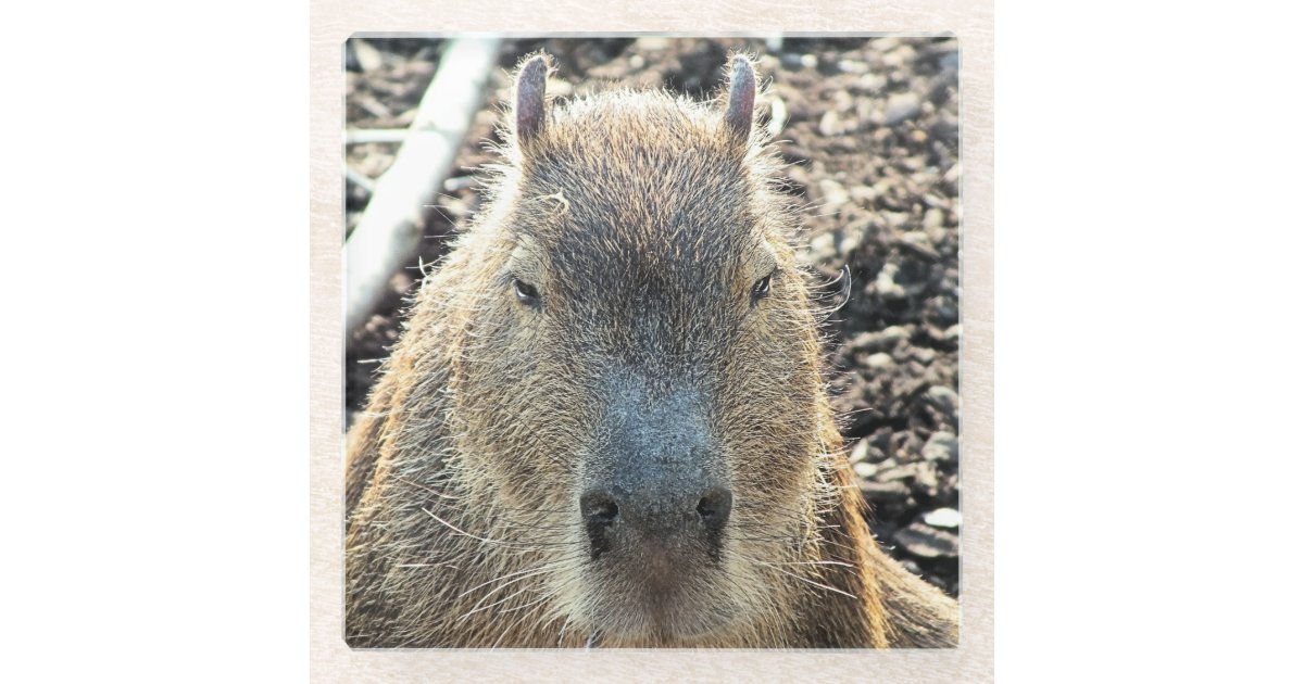 CAPYBARA GLASS COASTER | Zazzle
