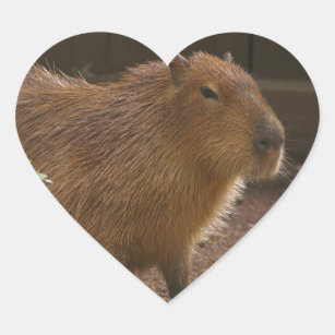 Personalized Capybara Gifts on Zazzle