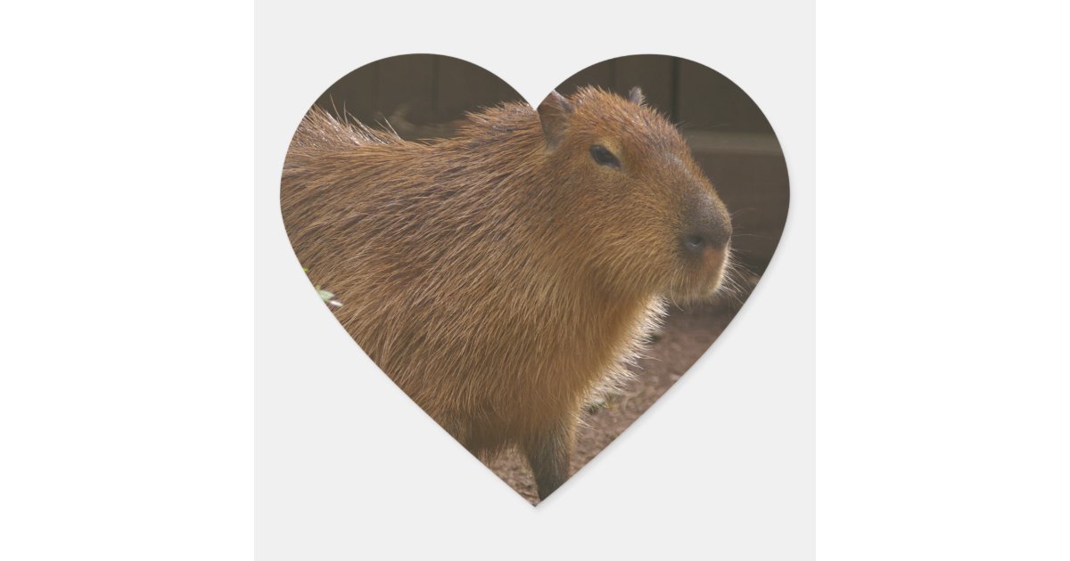 Capybara Heart Sticker | Zazzle