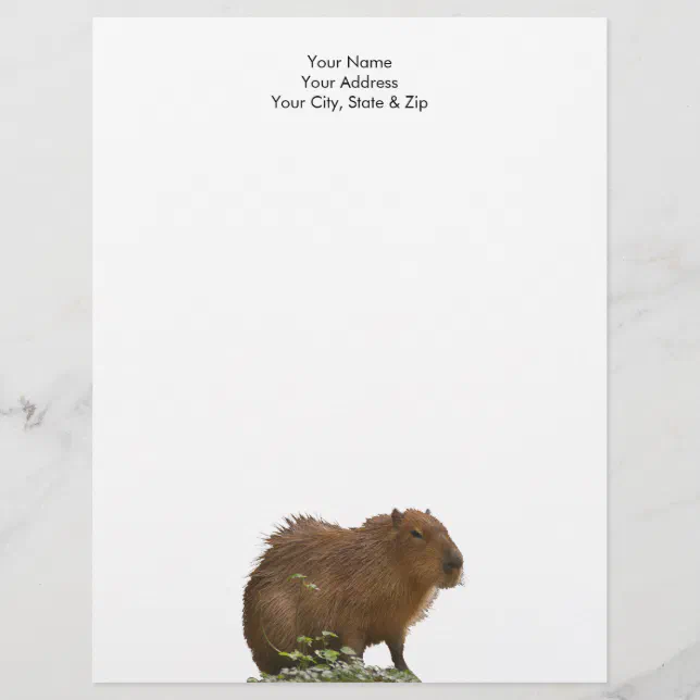 Capybara Letterhead | Zazzle