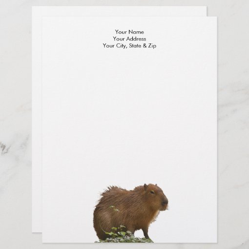 Capybara Letterhead | Zazzle