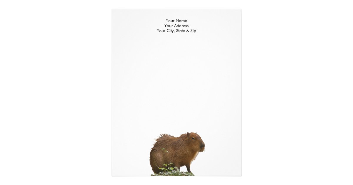 Capybara Letterhead | Zazzle.com