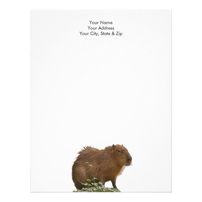 Capybara Letterhead | Zazzle.com