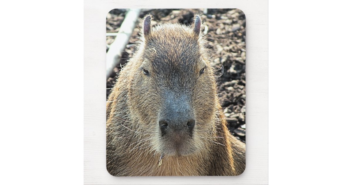 CAPYBARA MOUSE PAD | Zazzle