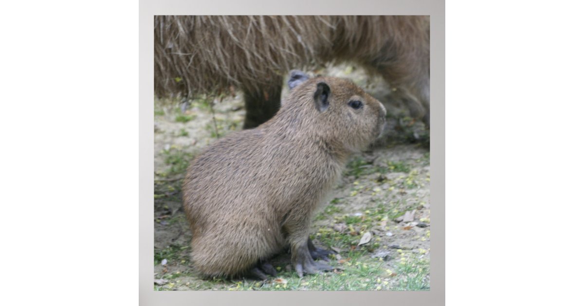 capybara poster | Zazzle