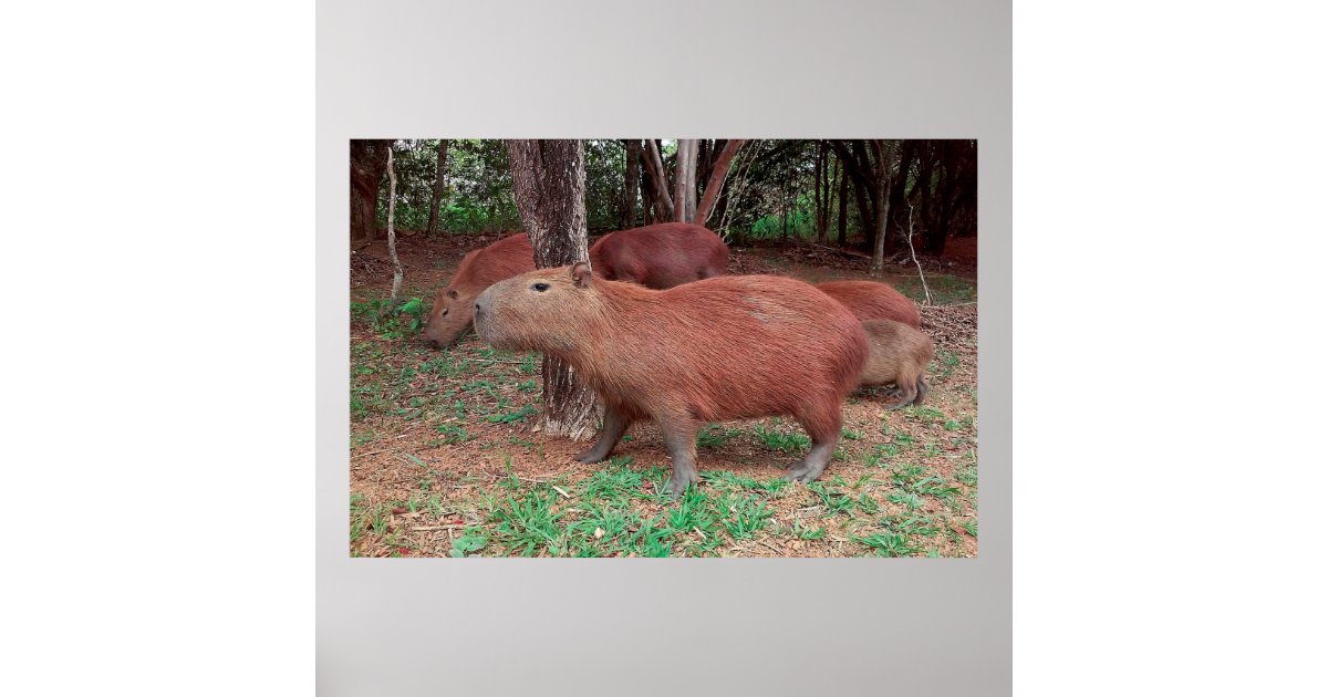 Capybara Poster | Zazzle