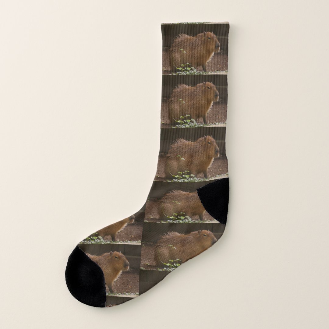 Capybara Socks | Zazzle