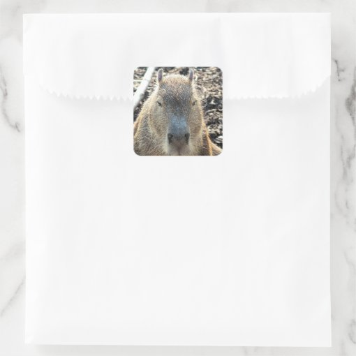 CAPYBARA SQUARE STICKER | Zazzle