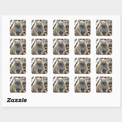 CAPYBARA SQUARE STICKER | Zazzle