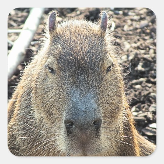 CAPYBARA SQUARE STICKER | Zazzle.com