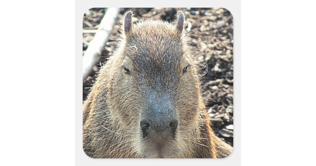CAPYBARA SQUARE STICKER | Zazzle