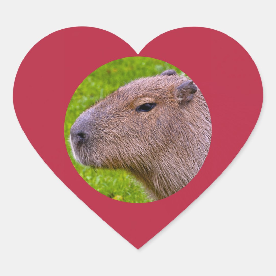 Capybara Sticker | Zazzle