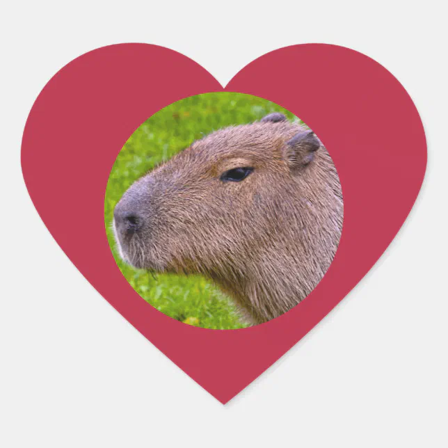 Capybara Sticker | Zazzle