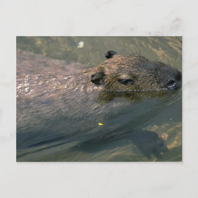 Capybara swimming postcard | Zazzle