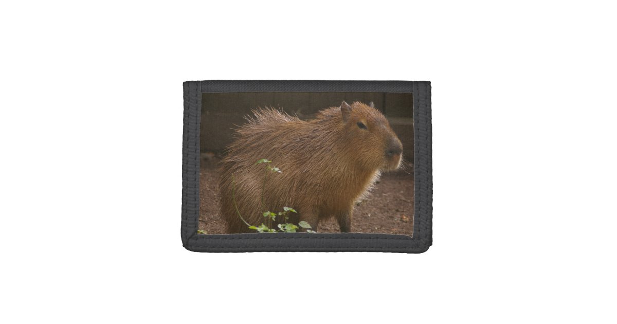 Capybara Trifold Wallet | Zazzle