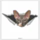 Car sticker Sphynx cat sticker Sphynx decal | Zazzle