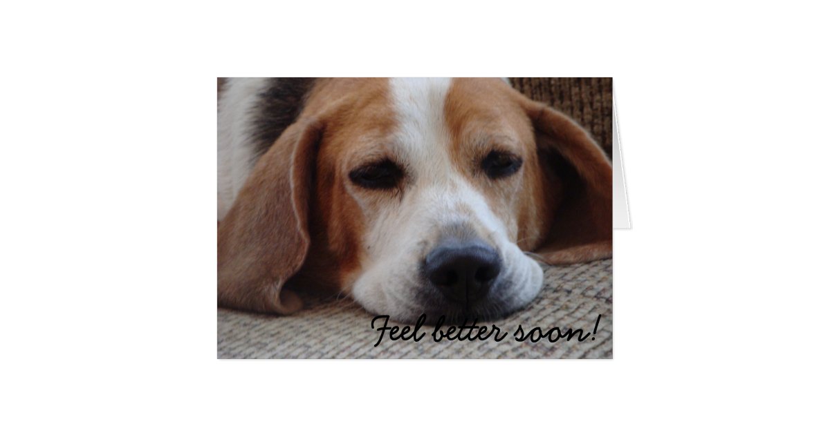Card: Beagle Feel Better Soon | Zazzle