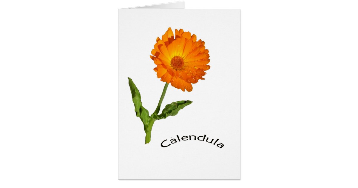 Card - blank - Calendula with label | Zazzle