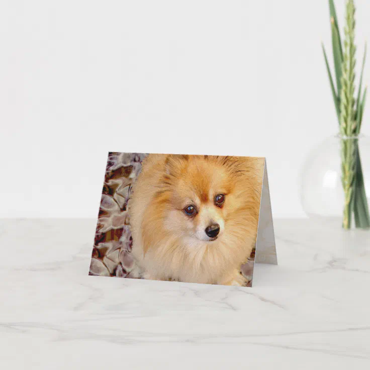 Card | Pomeranian Birthday Card | Zazzle