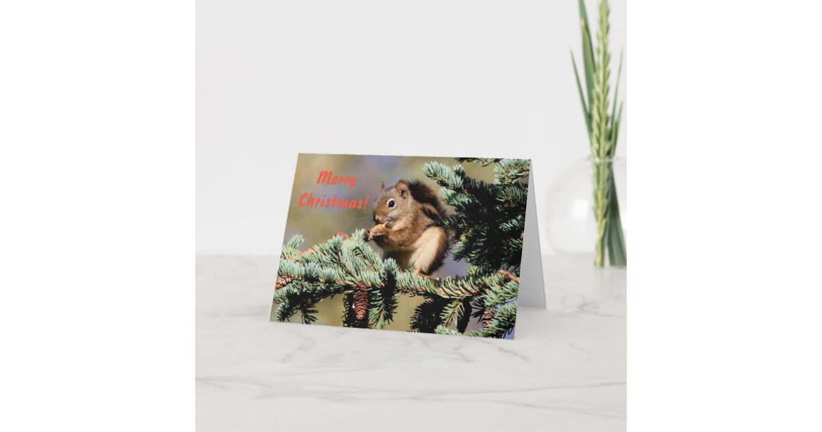 Card / Red Squirrel / Christmas | Zazzle
