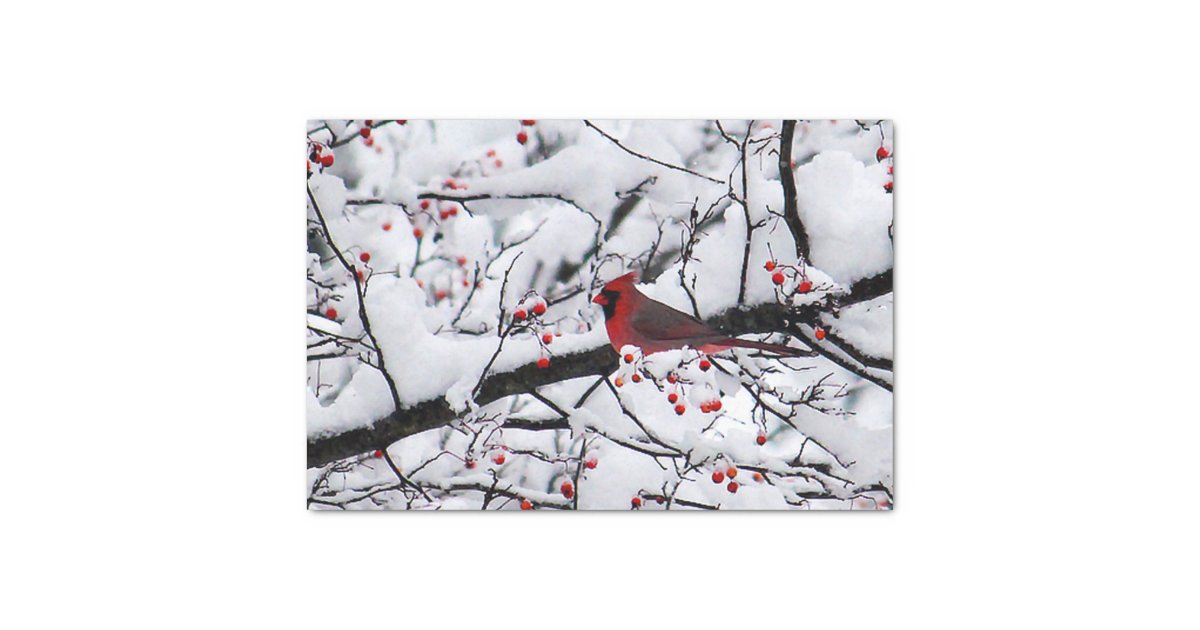 Cardinal 6254 Tissue Paper | Zazzle