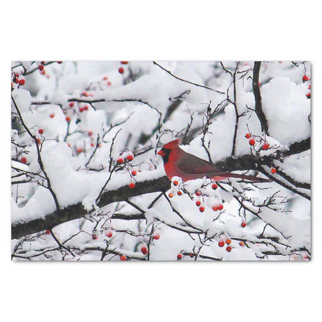 Cardinal 6254 Tissue Paper | Zazzle