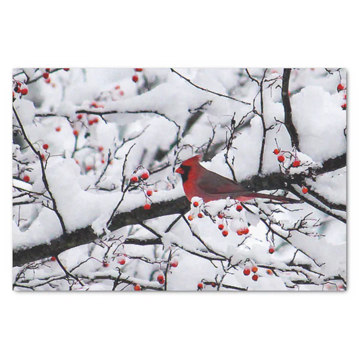 Cardinal 6254 Tissue Paper | Zazzle