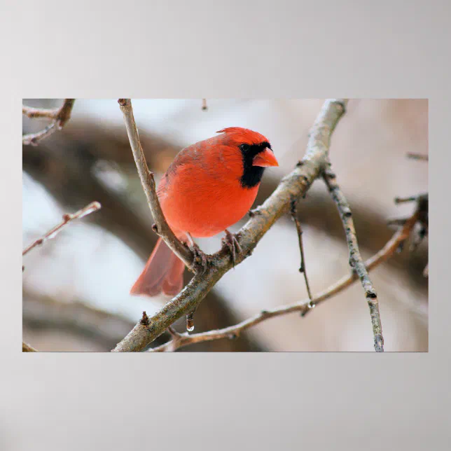 Cardinal Bird Poster | Zazzle
