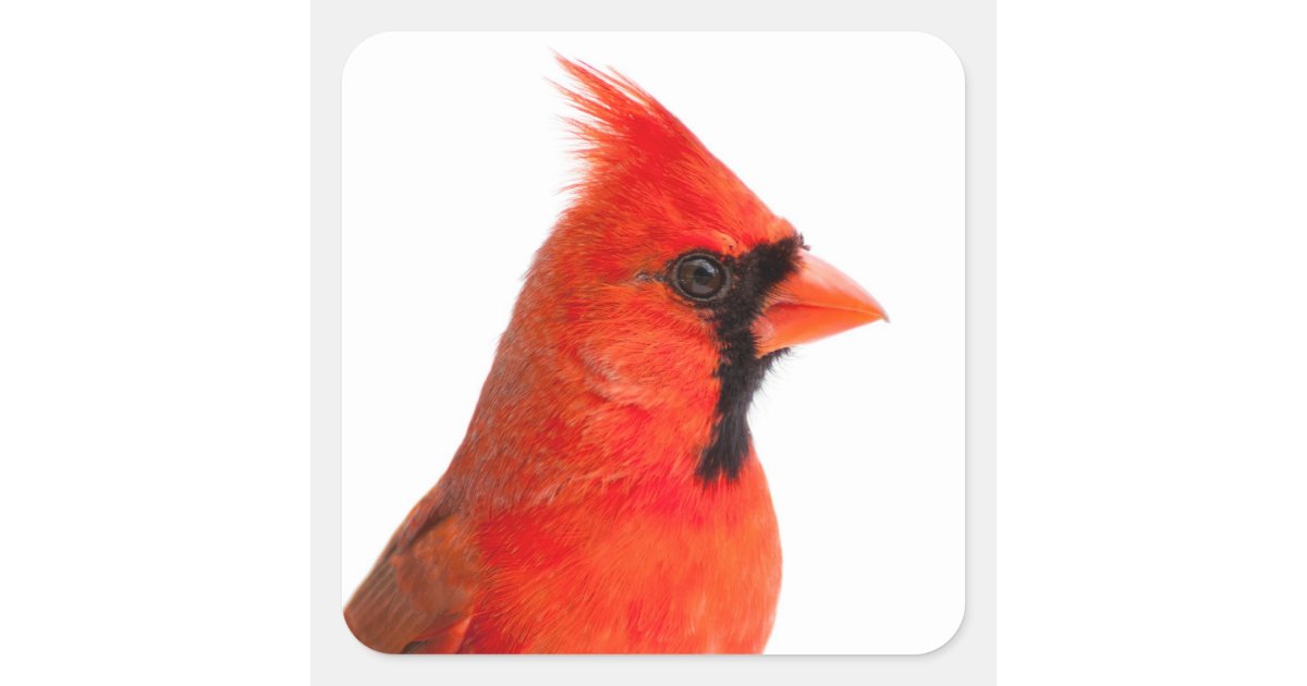 Cardinal Bird Square Sticker | Zazzle.com