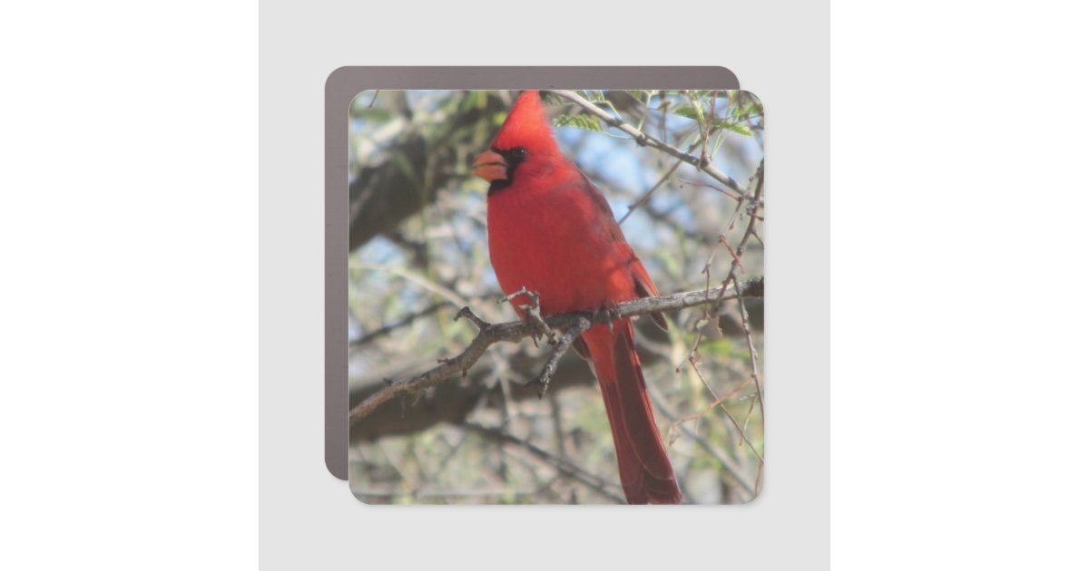 Cardinal Car Magnet | Zazzle