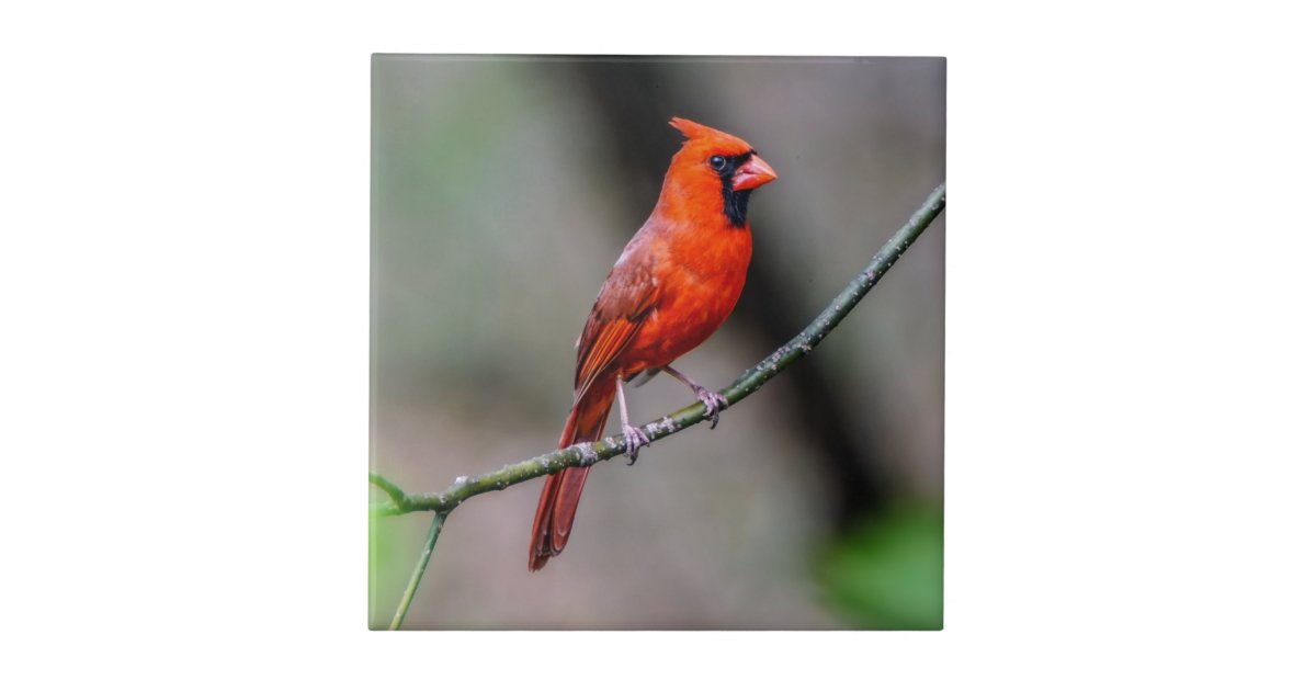 Cardinal Ceramic Photo Tile | Zazzle