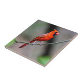 Cardinal Ceramic Photo Tile | Zazzle