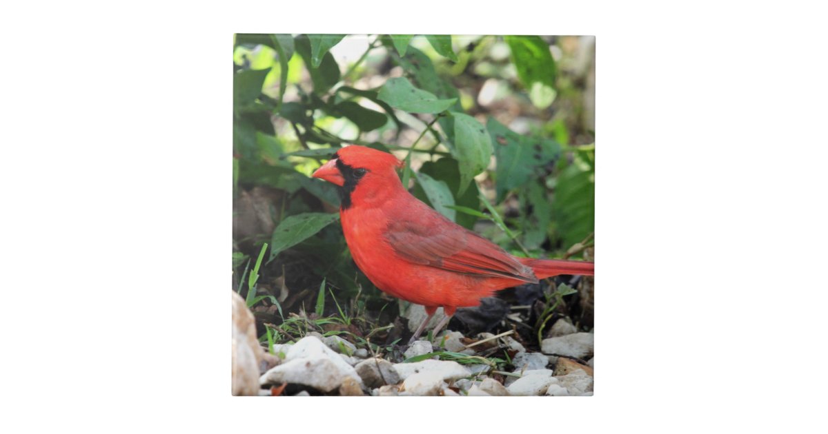 Cardinal Ceramic Tile | Zazzle