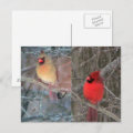 Cardinal Couple postcard | Zazzle