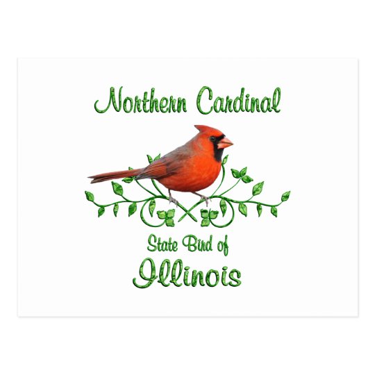 USA, Indiana, Indianapolis. A male cardinal Postcard | Zazzle.com