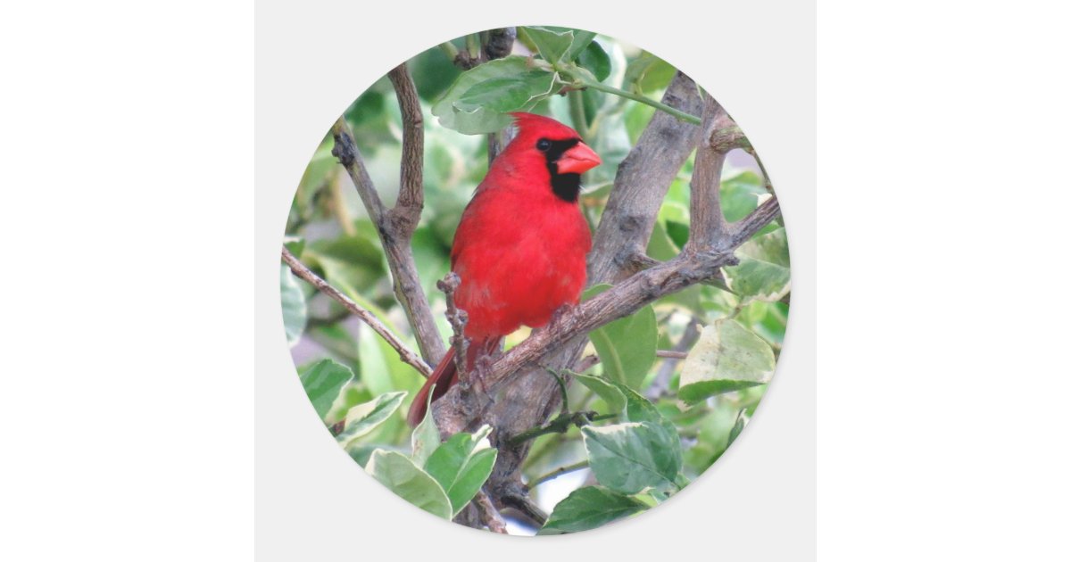 Cardinal in a Lemon Tree - Bird Stickers | Zazzle