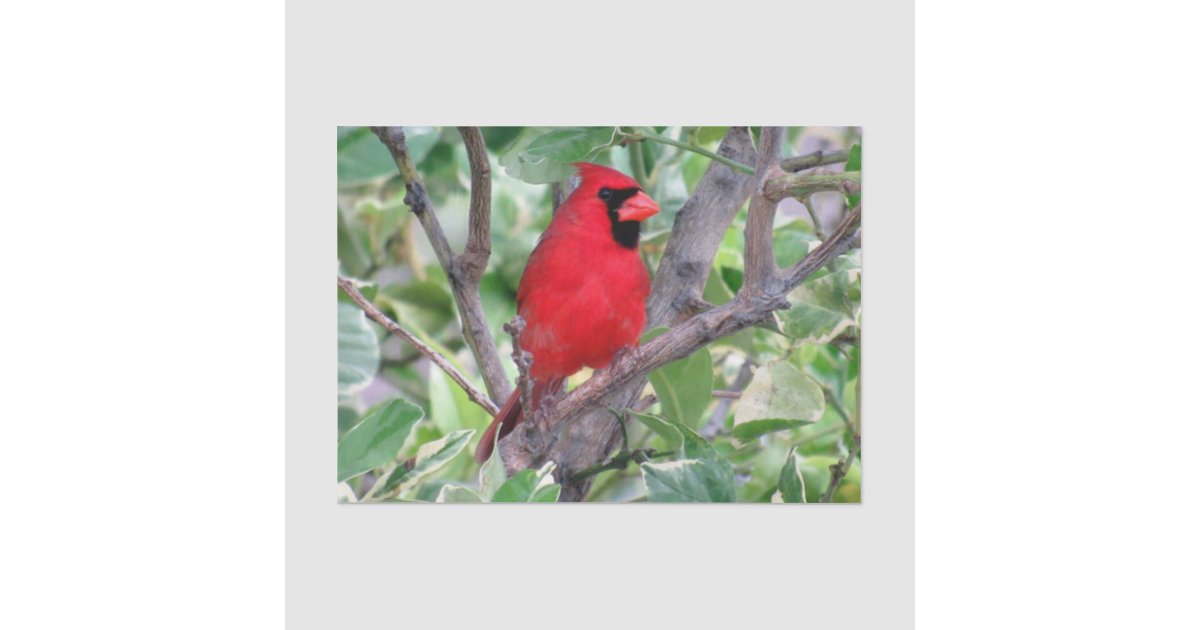 Cardinal in a Lemon Tree - Tissue Paper | Zazzle