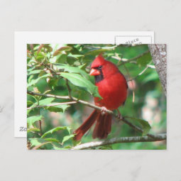 Cardinal in Holly Postcard | Zazzle