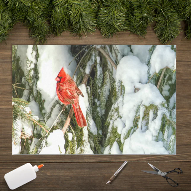 Cardinal In Winter Pine Tree Snow Tissue Paper | Zazzle