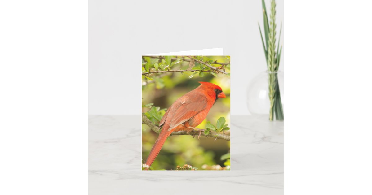Cardinal note card | Zazzle