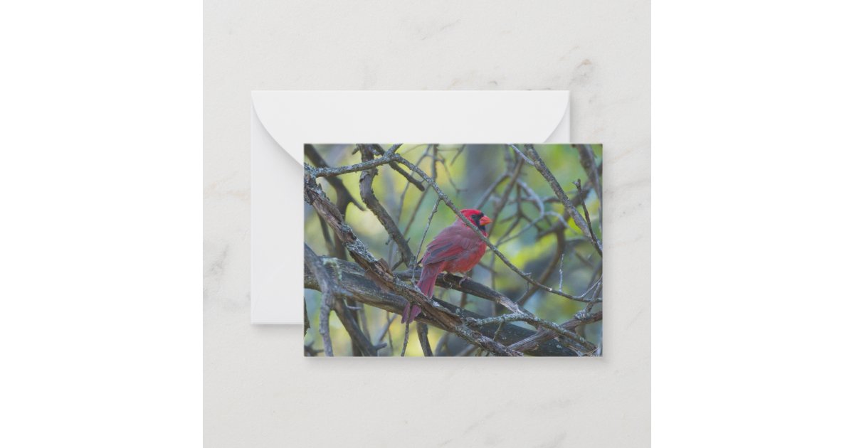 Cardinal Note Card | Zazzle