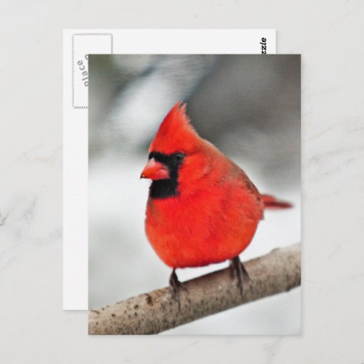 Cardinal on a Branch Postcard | Zazzle