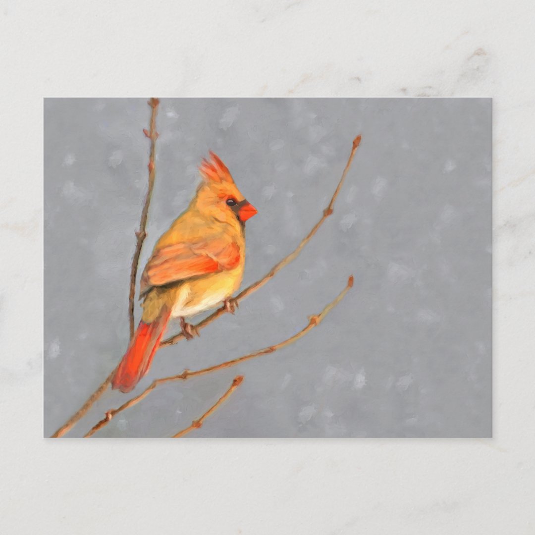 Cardinal on Branch Painting - Original Bird Art Postcard | Zazzle