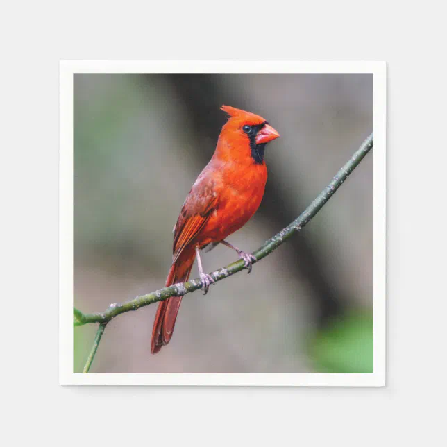 Cardinal Paper Napkin | Zazzle