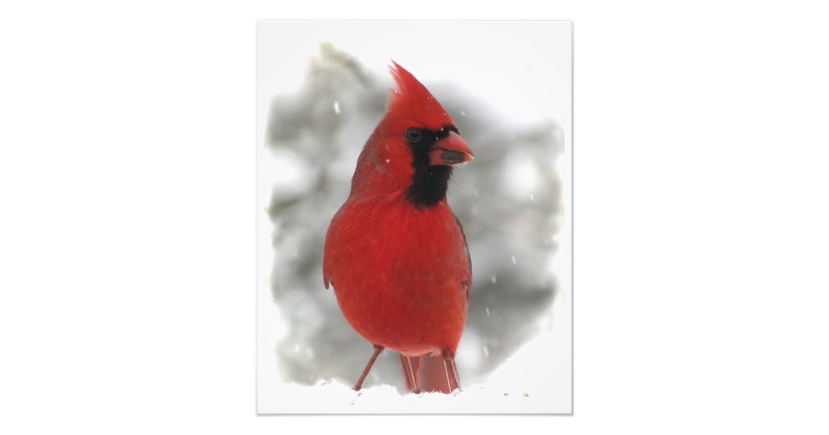 Cardinal Photo Print | Zazzle