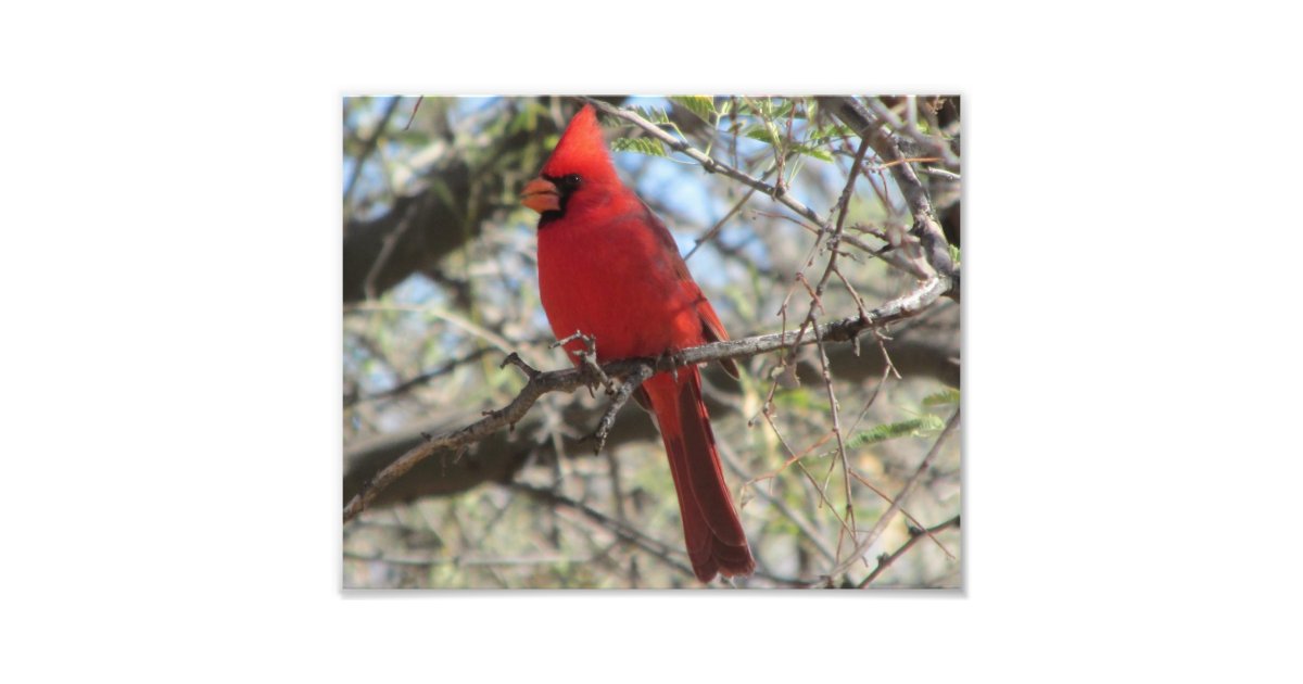 Cardinal Photo Print | Zazzle