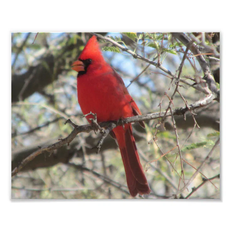 Cardinal Photo Print | Zazzle