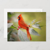 Cardinal Postcard | Zazzle